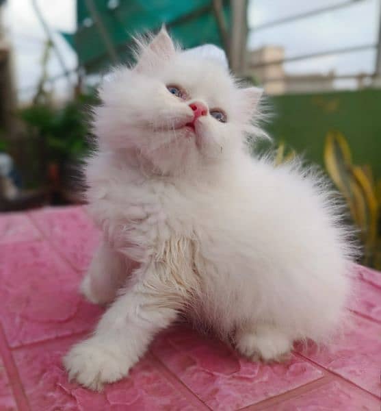Punch Face Persian Kitten - Cats - 1088970349