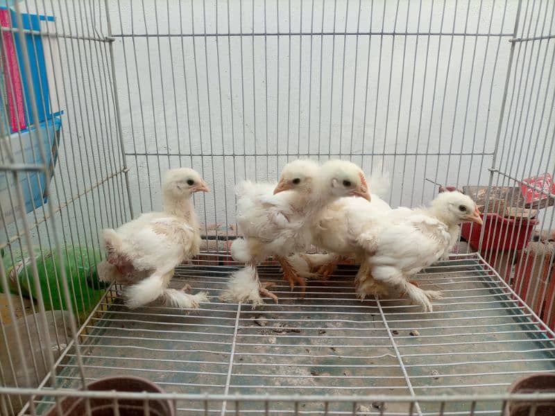White Heavy Buff Chicks - Hens - 1084737728