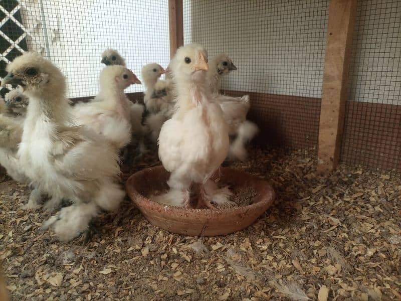 White Heavy Buff Chicks - Hens - 1084737728