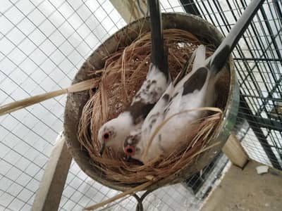 Diamond paid Breeder Pair - Doves - 1089391101