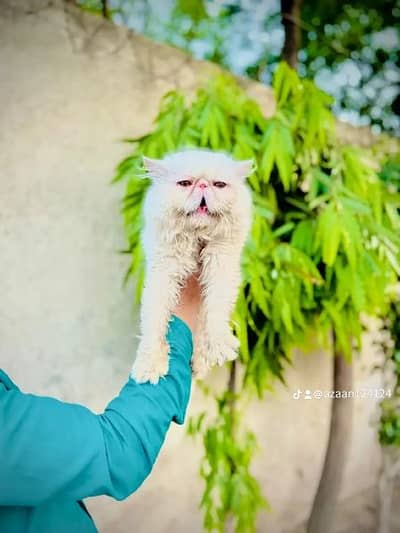 CFA blood line Piki face Male Cat Available For StUd call 03095561812 ...