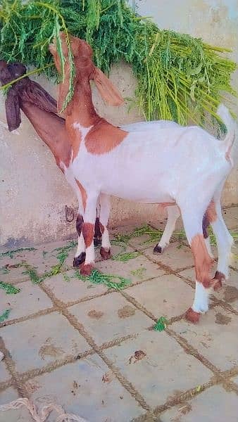 Bakra bakri 03342381530 - Goats - 1090004099