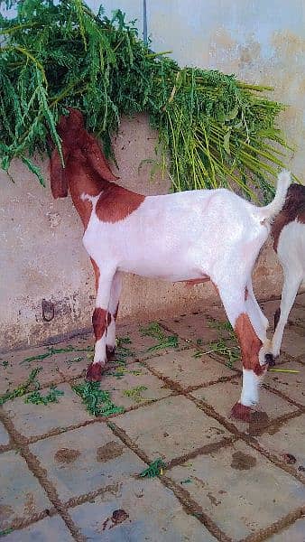 Bakra bakri 03342381530 - Goats - 1090004099