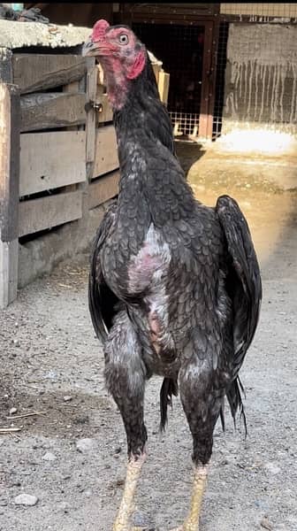 pure shamo cross patha - Hens - 1089269593