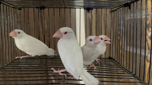 Albino java and Opal java chicks per piece rate - Finches - 1087118417