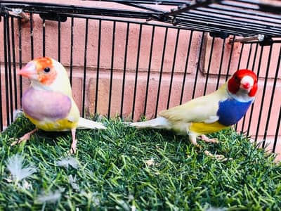 Gouldians lutino Diamond and red pied wash quality breader male/ pathe ...