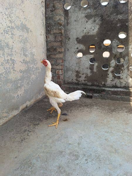 White Japanese Shamo Male - Hens - 1089076277