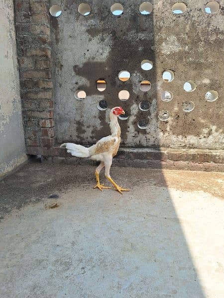 White Japanese Shamo Male - Hens - 1089076277