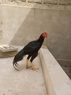 Hens for Sale in Karachi | Aseel for Sale in Karachi