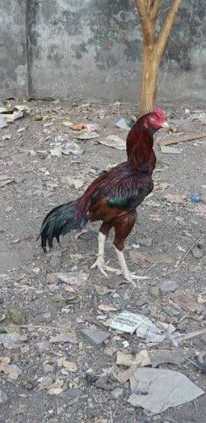 pure Aseel available in all of Pakistan - Hens - 1090318615