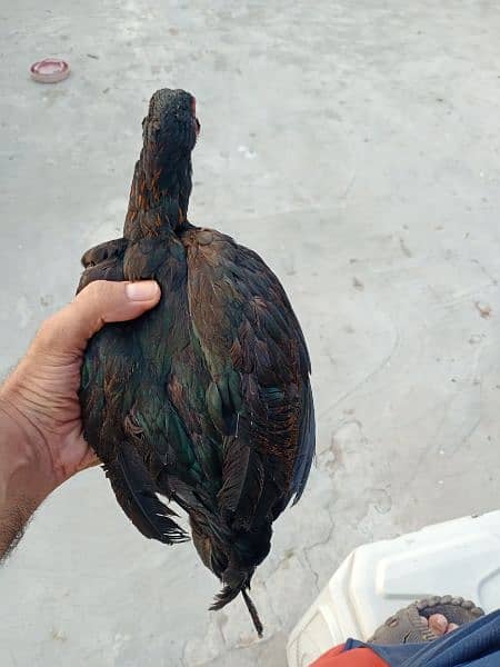 1 breeder male and 2 breeder female and 3 pathiyan oathy - Hens ...