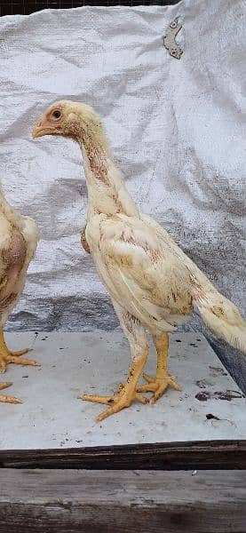 White Oh Shamo | Shamu | Heera | King | Aseel | Japanese|Chicks|Lahore ...