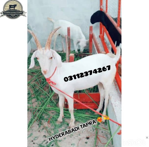 GULABI HYDERABADI TAPRA - Goats - 1090451986
