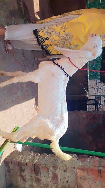 rajanpuri bakra lahore - Goats - 1090542577