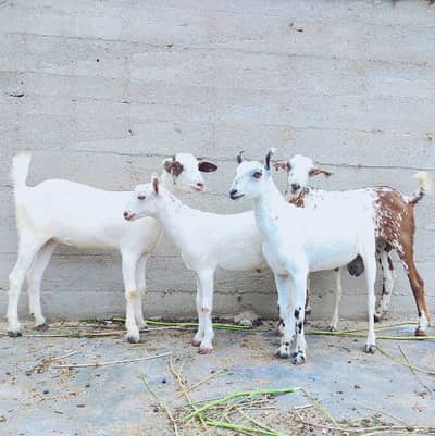 3 Bakry 1 Bakri Hiran tapri - Goats - 1090596445