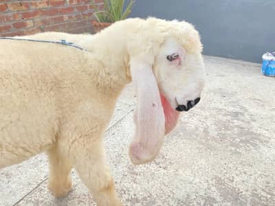 sheep | Goat | chatra | kalja pair | bakra | dumba for sale - Sheep ...