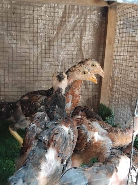 aseel chicks available hai - Hens - 1090784341