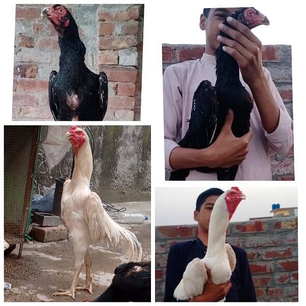 white shamo aseel for sale - Hens - 1090879667