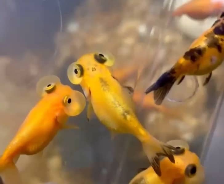 bubble eye goldfish premium quality only whatsapp 03037022290 - Fish ...