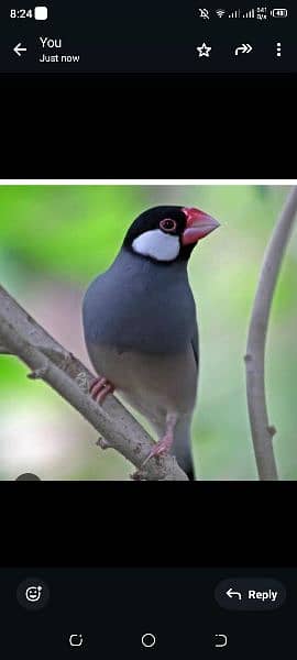 white silver gray java for sale - Finches - 1090978323