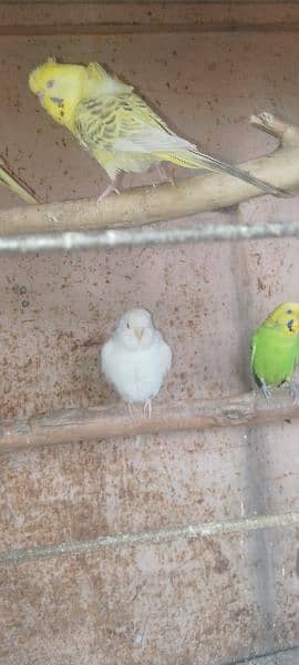 budgies for sale , Australian parrots,frill , hogoromo split - Parrots ...