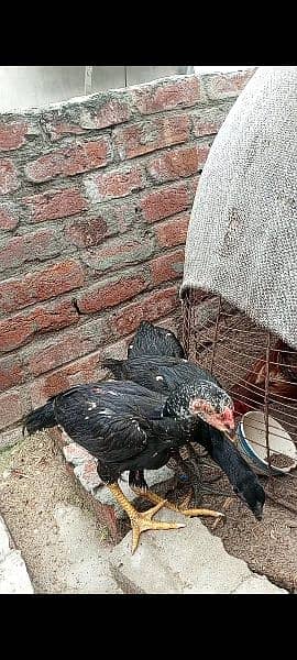 pakoye thai locker 2 female 1male - Hens - 1091075884