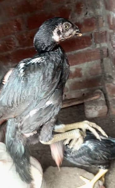 pakoye thai locker 2 female 1male - Hens - 1091075884