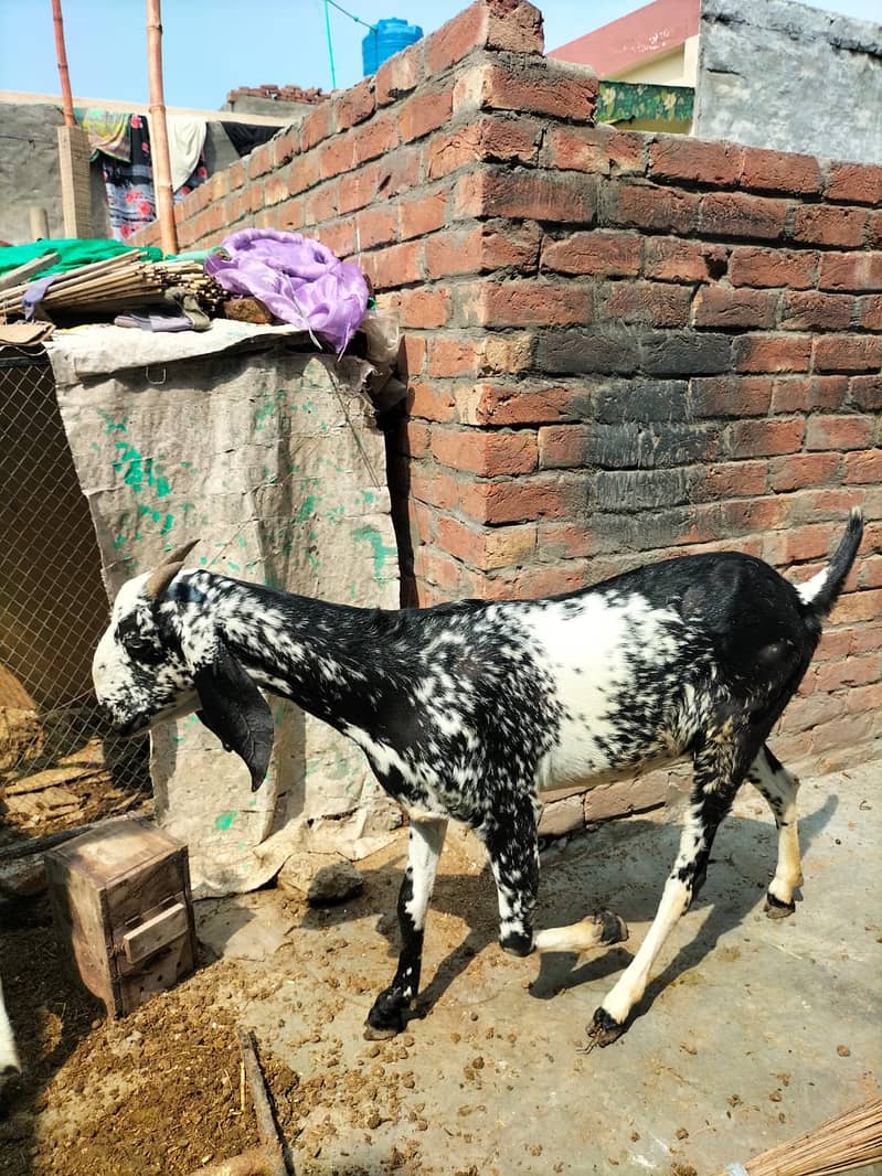 Goat / Bakri / Desi / Maki chini / Ghaban Goat / Bakriyan - Goats ...