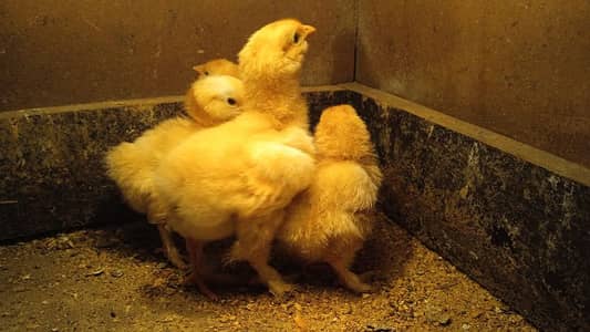 Golden Heavy Buff Chicks - Hens - 1091124785
