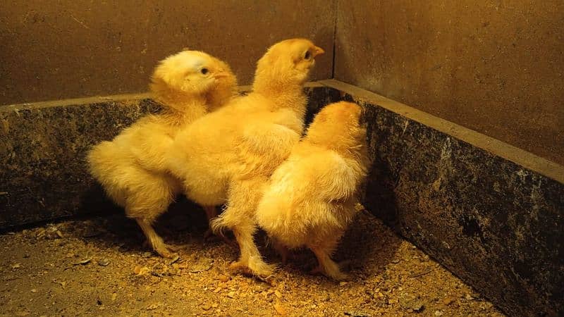 Golden Heavy Buff Chicks - Hens - 1091124785