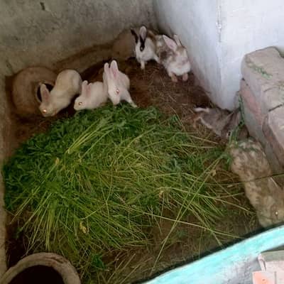 rabites - Rabbits - 1091162985