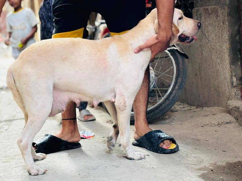 labra dog female - Dogs - 1091194522