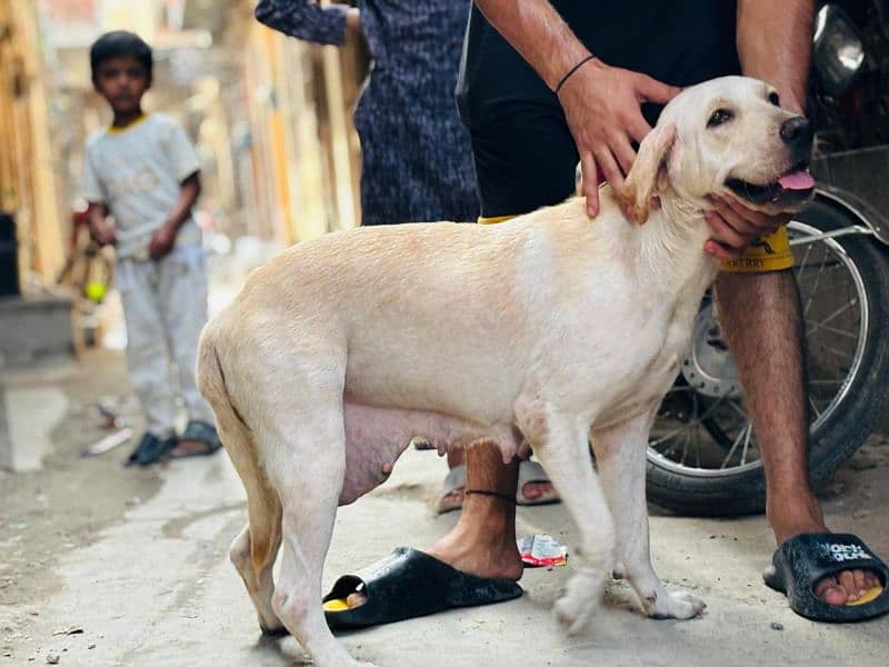 labra dog female - Dogs - 1091194522