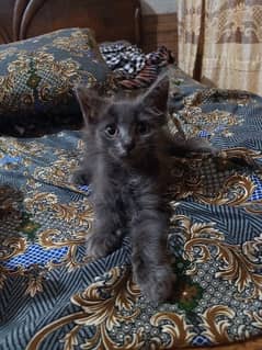 Cats for sale in Pakistan | OLX Pakistan