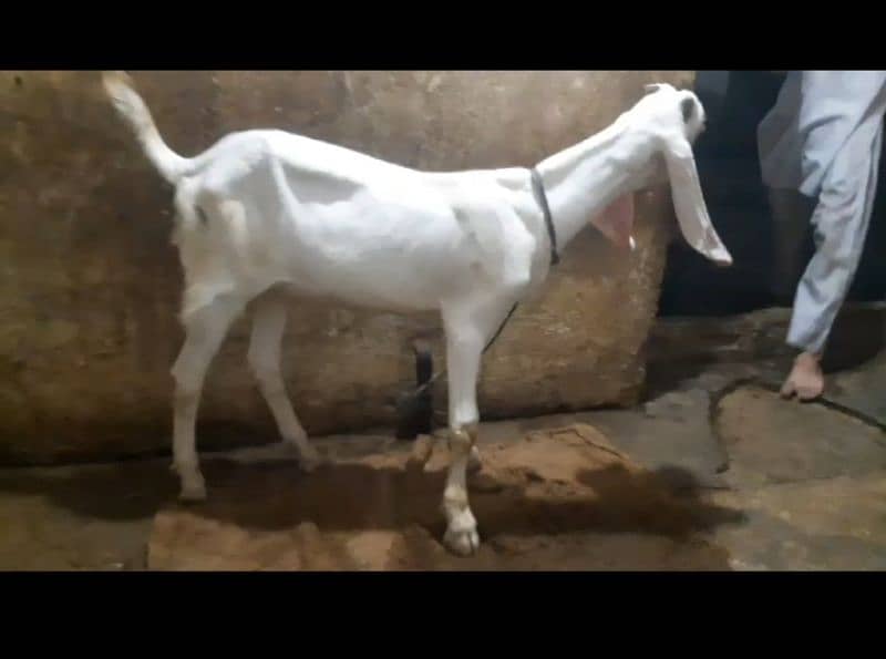 rajanpuri bakra. /03015322036 - Goats - 1091327421