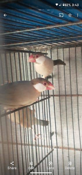 Fown java 7000 - Finches - 1091374182