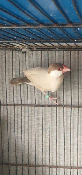 Fown java 7000 - Finches - 1091374182
