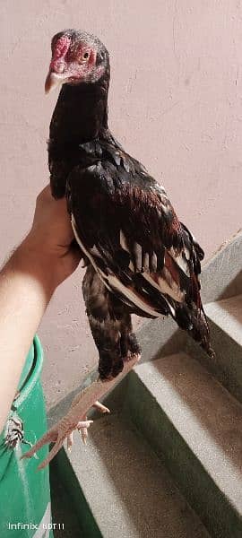 pure aseel quality patha for sale - Hens - 1091376238