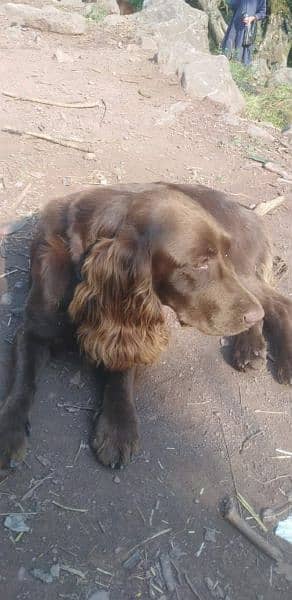 olx pakistan - Dogs - 1091396279