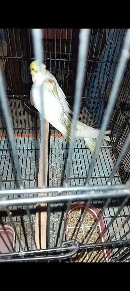 Common white cocktail 0347 5381068 - Parrots - 1091511231