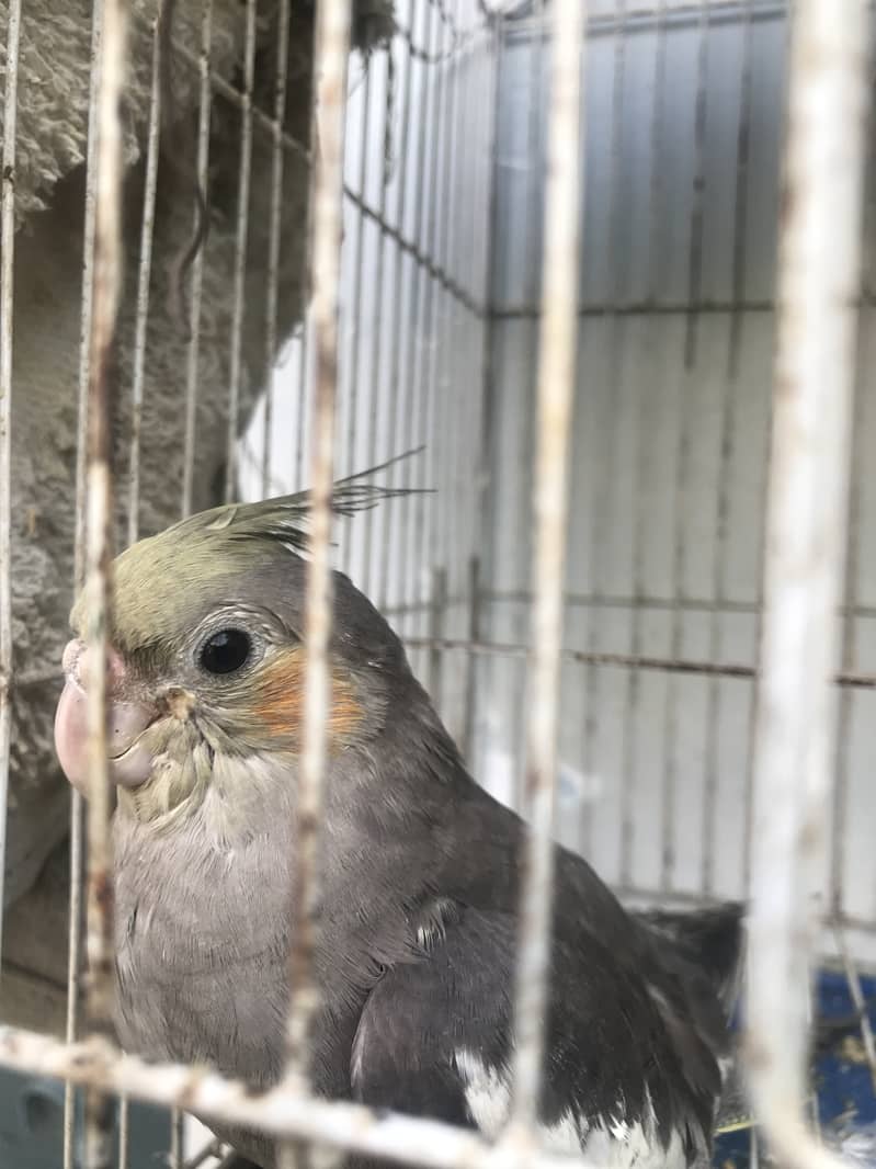 Cockatiel Cocktails Pair And Chicks - Parrots - 1091538522