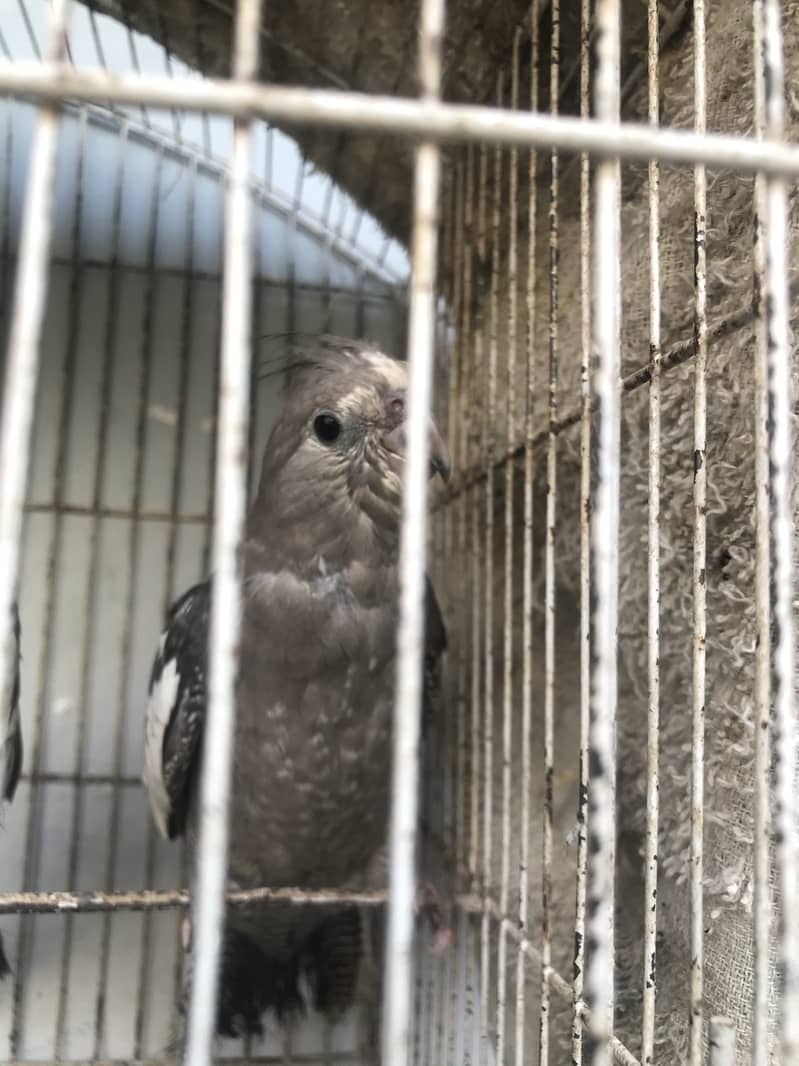 Cockatiel Cocktails Pair And Chicks - Parrots - 1091538522