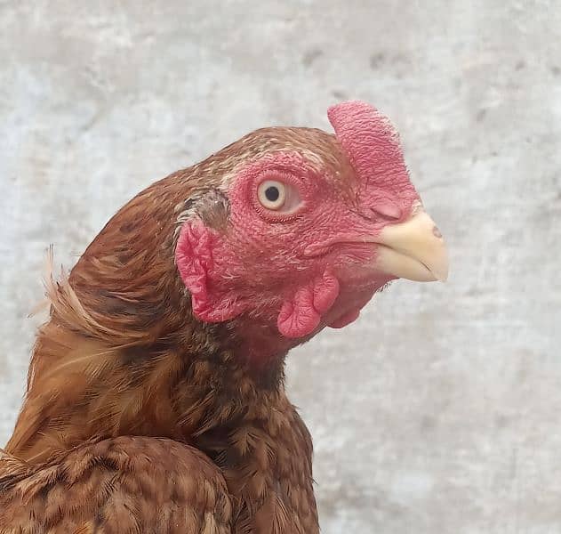 Aseel peela patha ( 03410429985) - Hens - 1091579516