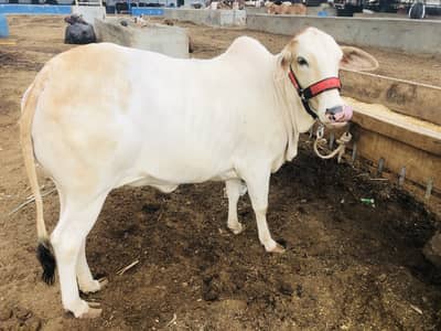 Gulabi bachiya 2025 shoq - Goats - 1090723013