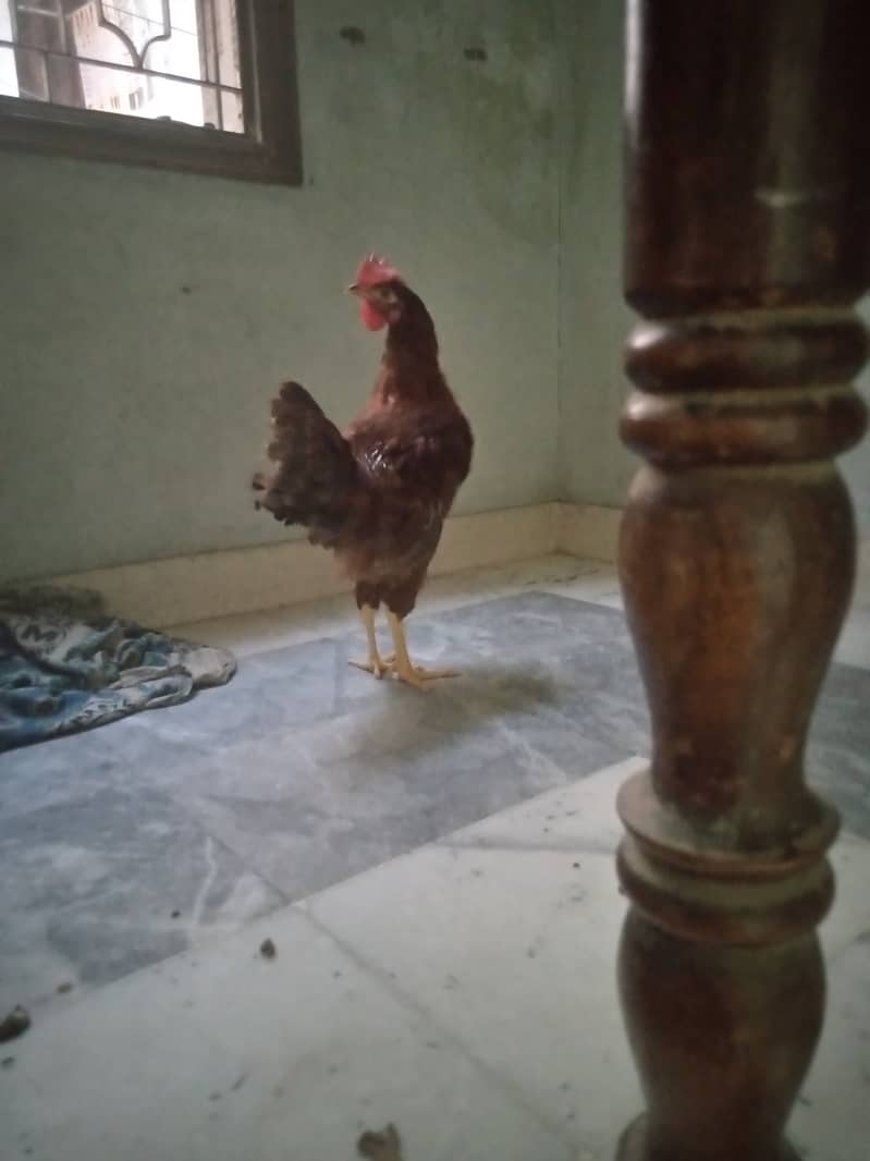 Murgha for sale - Hens - 1091661177