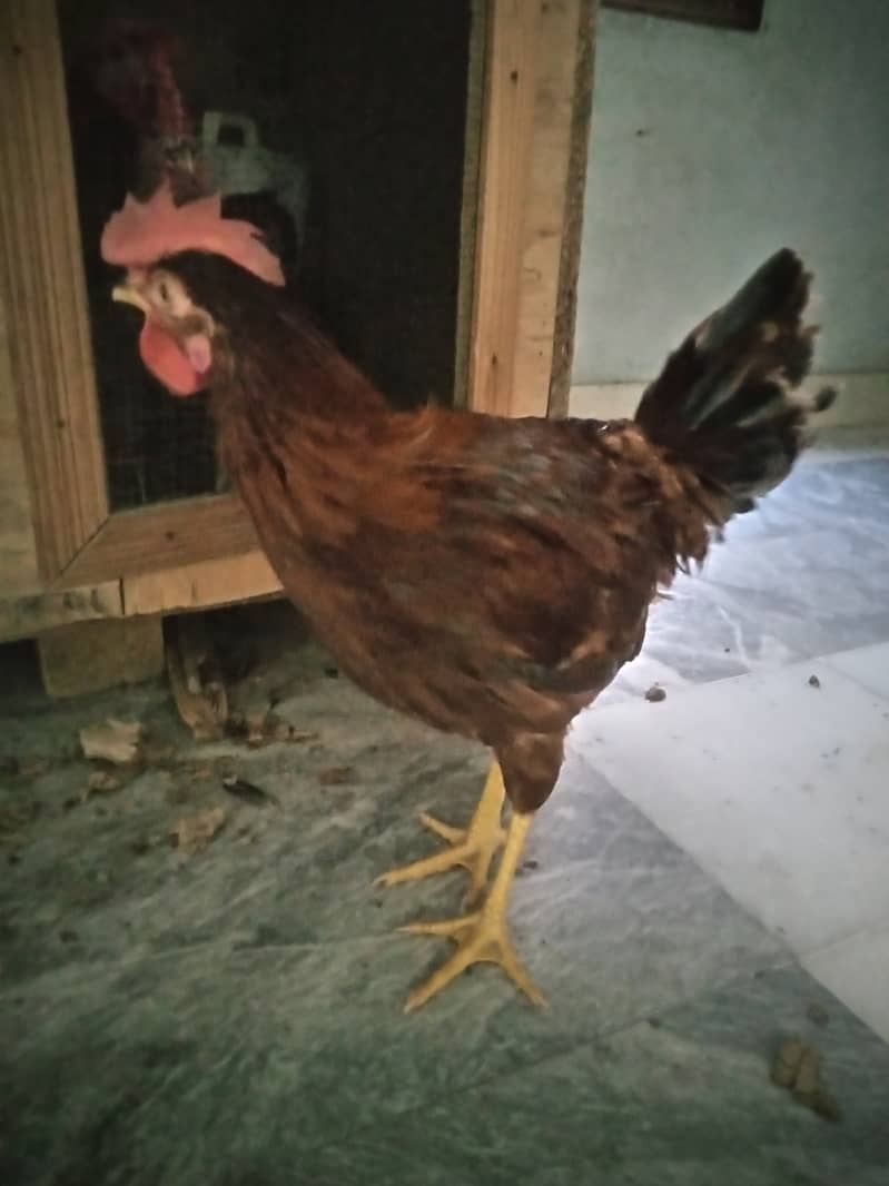 Murgha for sale - Hens - 1091661177