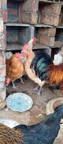 misri hens egg laying (03122891994) - Hens - 1091673590