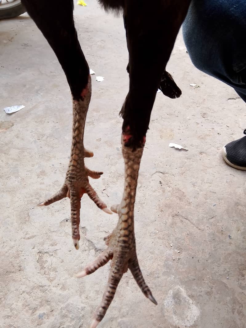 thai aseel 1 male 4 female breeder - Hens - 1091692923