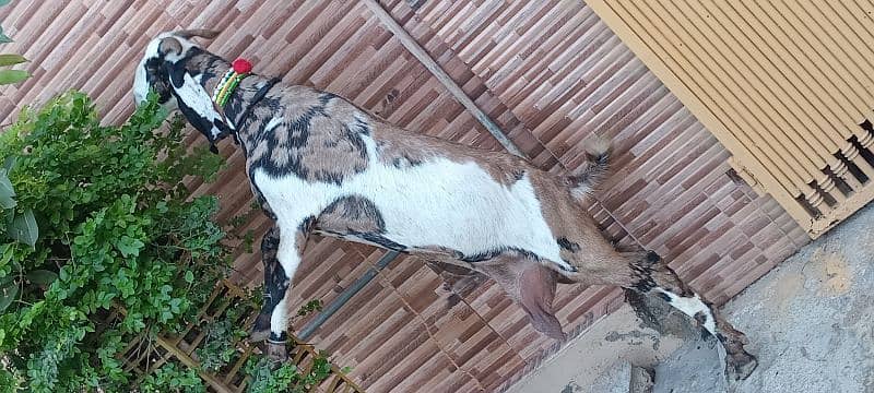 shera print jumbo size ghbn female - Goats - 1091785698