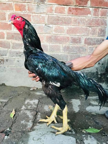 Black king O Shamo male - Hens - 1091893803